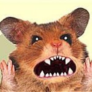 Evil Hamster | PlanetCalypsoForum